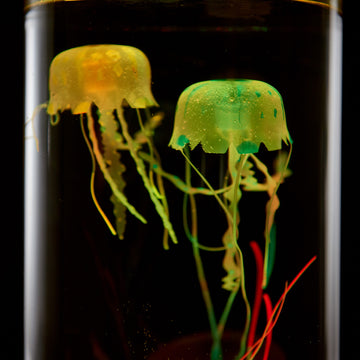 Jellyfish Aquarium | Jellyfish Fish Tank | Sharper Image
